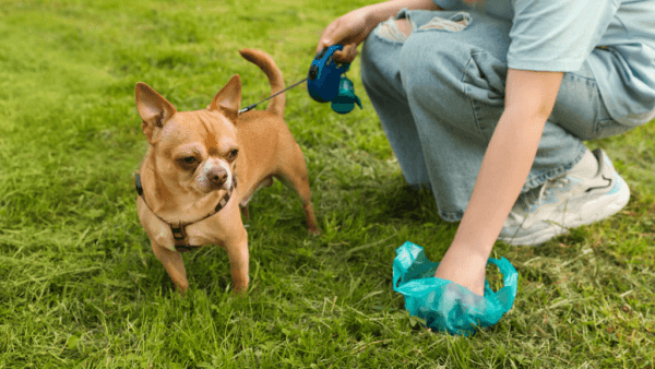 How to Make a Dog Poop: Safe Methods for Pet Owners